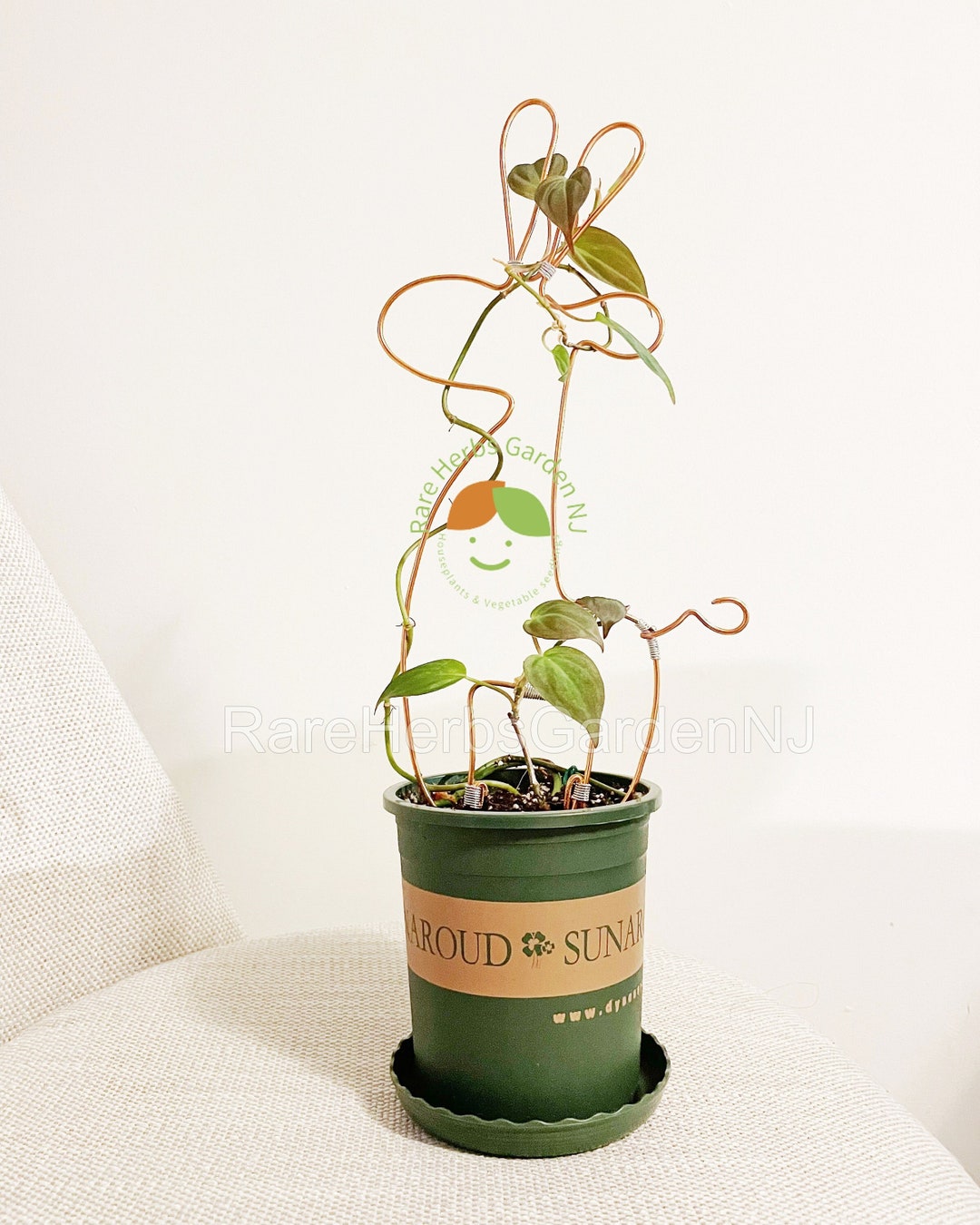 Decorative Plant Trellis, Hoya Trellis, Ivy Trellis, Houseplant Holder ...