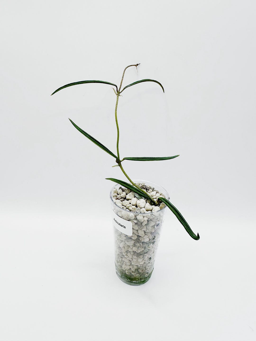 Hoya Acicularis (reverted From Albomarginata) Rooted Active Growth ...