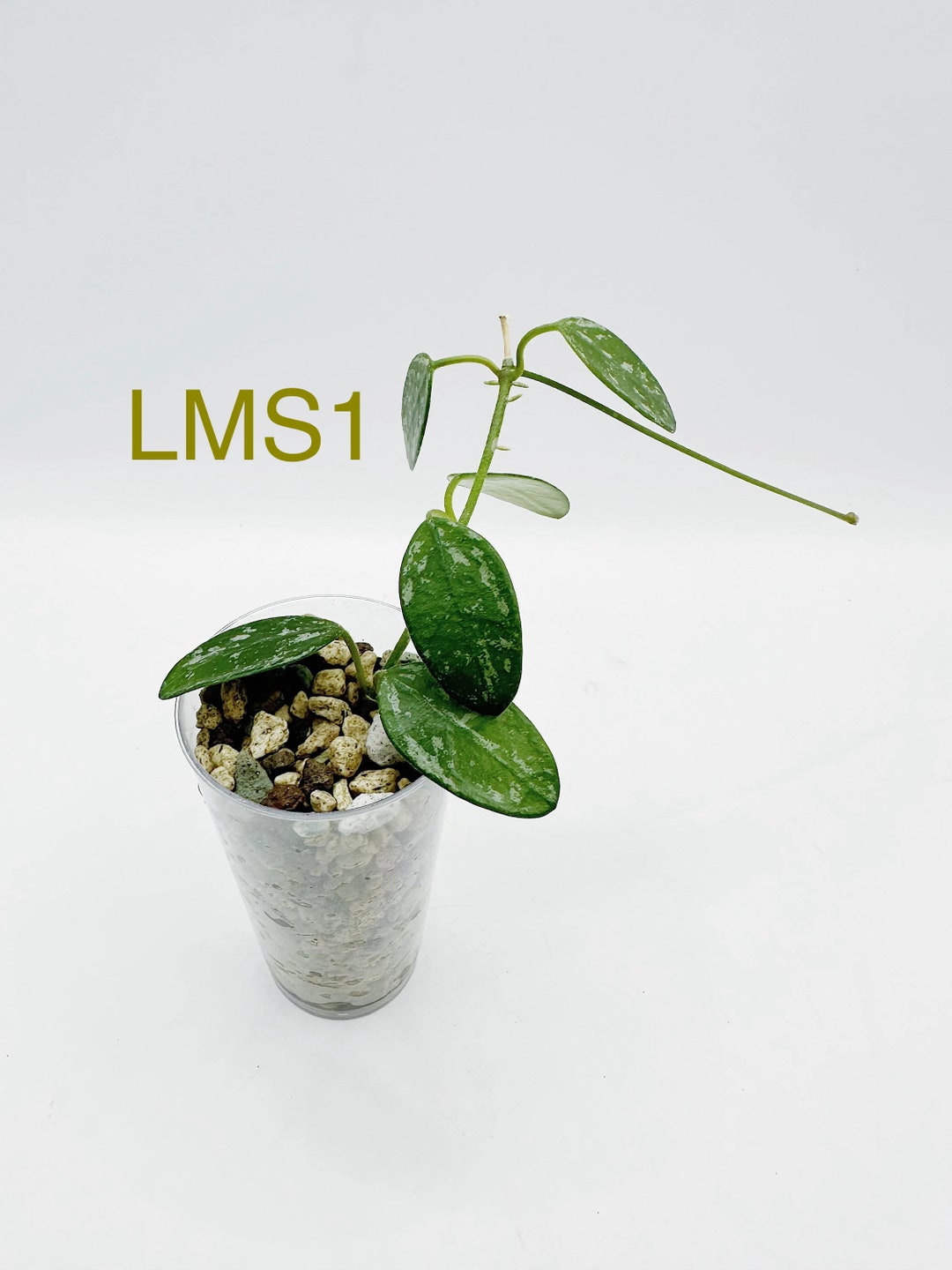 Hoya Lima Splash Rooted + Free Surprising Cutting/rare Hoya/uncommon - Etsy