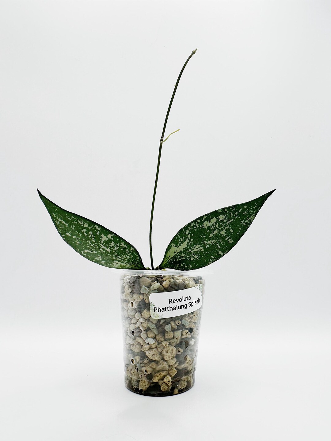 Hoya Revoluta 'phatthalung' Splash Rooted Active Growth Point + Free ...