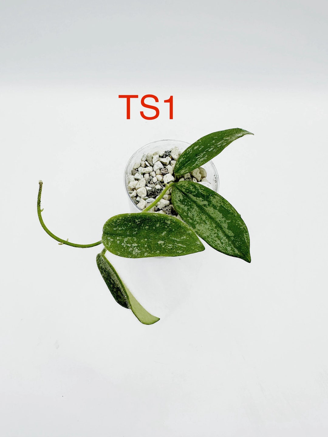 Hoya Thomsonii Splash Fuzzy Leaves Rooted Active Growth Point Free ...