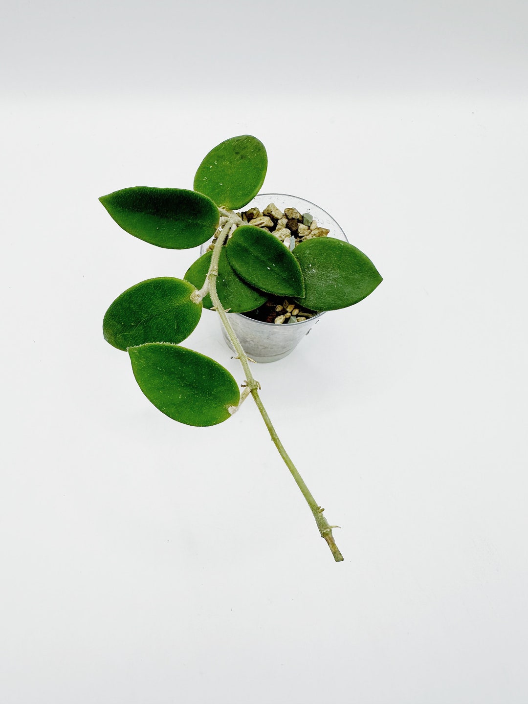 Hoya Cv. Chouke Rooted Free Surprising Cutting/rare Hoya/uncommon - Etsy