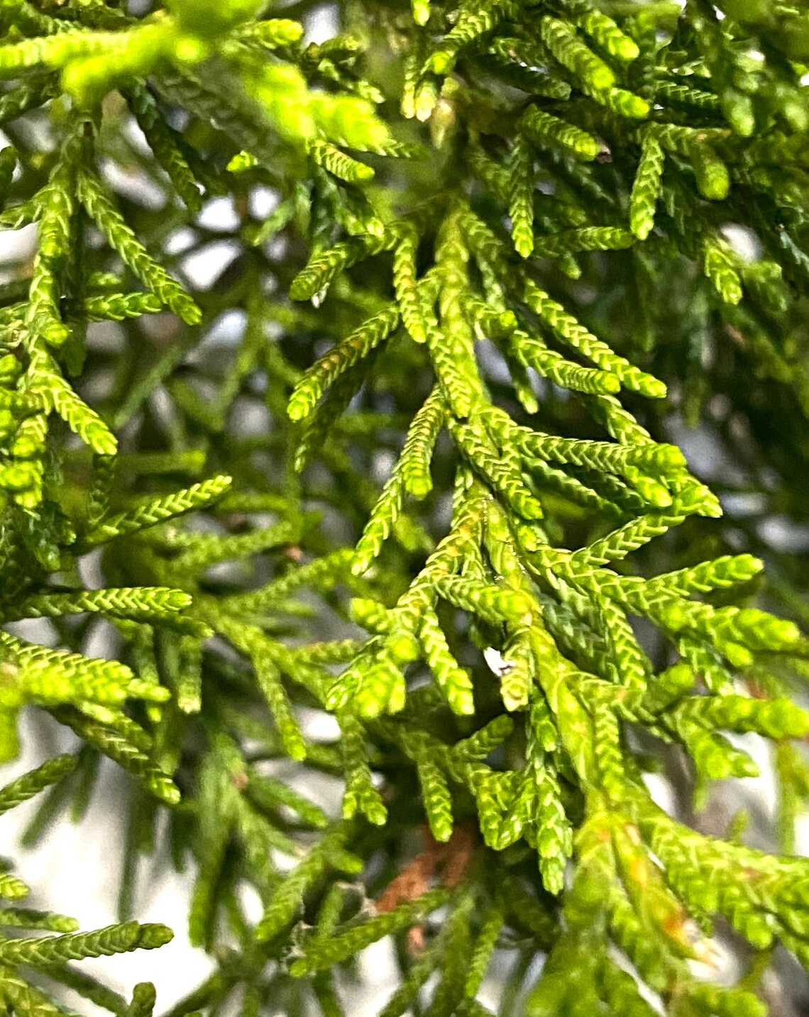 Eastern Red Cedar Juniperus virginiana needles and tips | Etsy