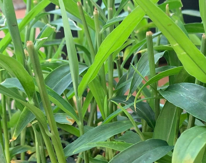 Kimi Pink Alpinia Purpurata Ginger Rhizomes - Etsy