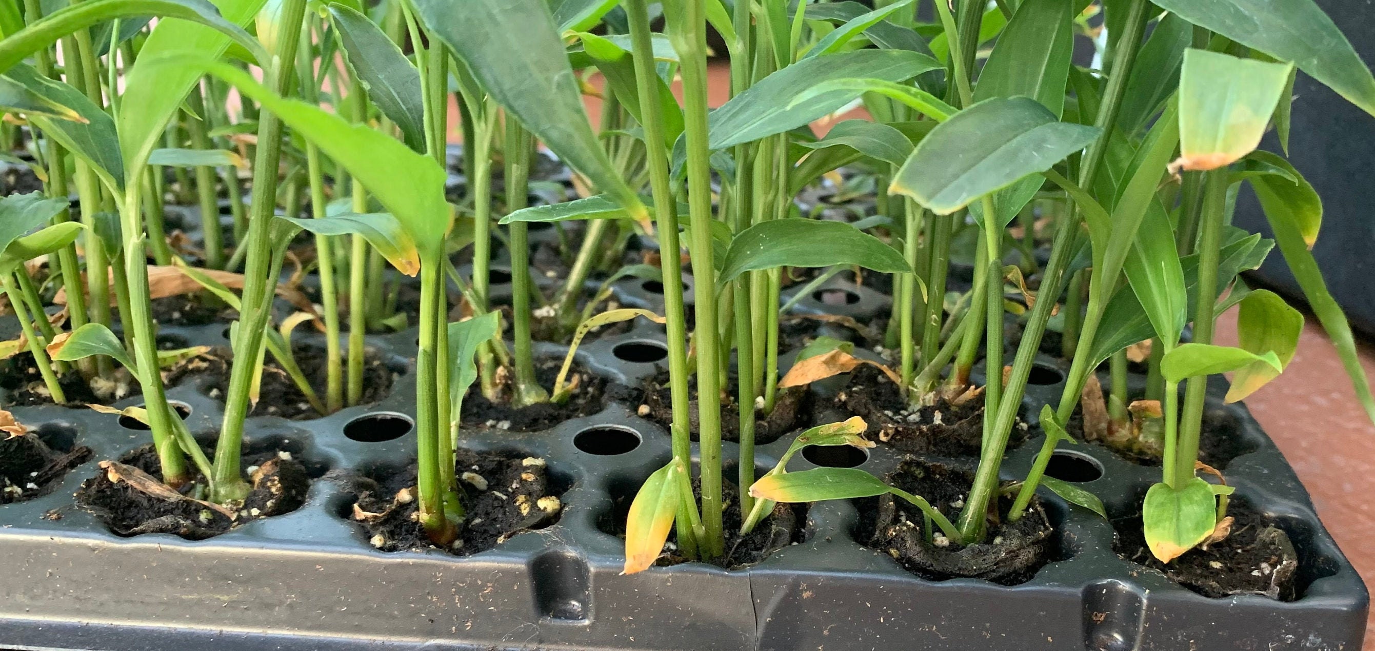 Edible Ginger Root Plant