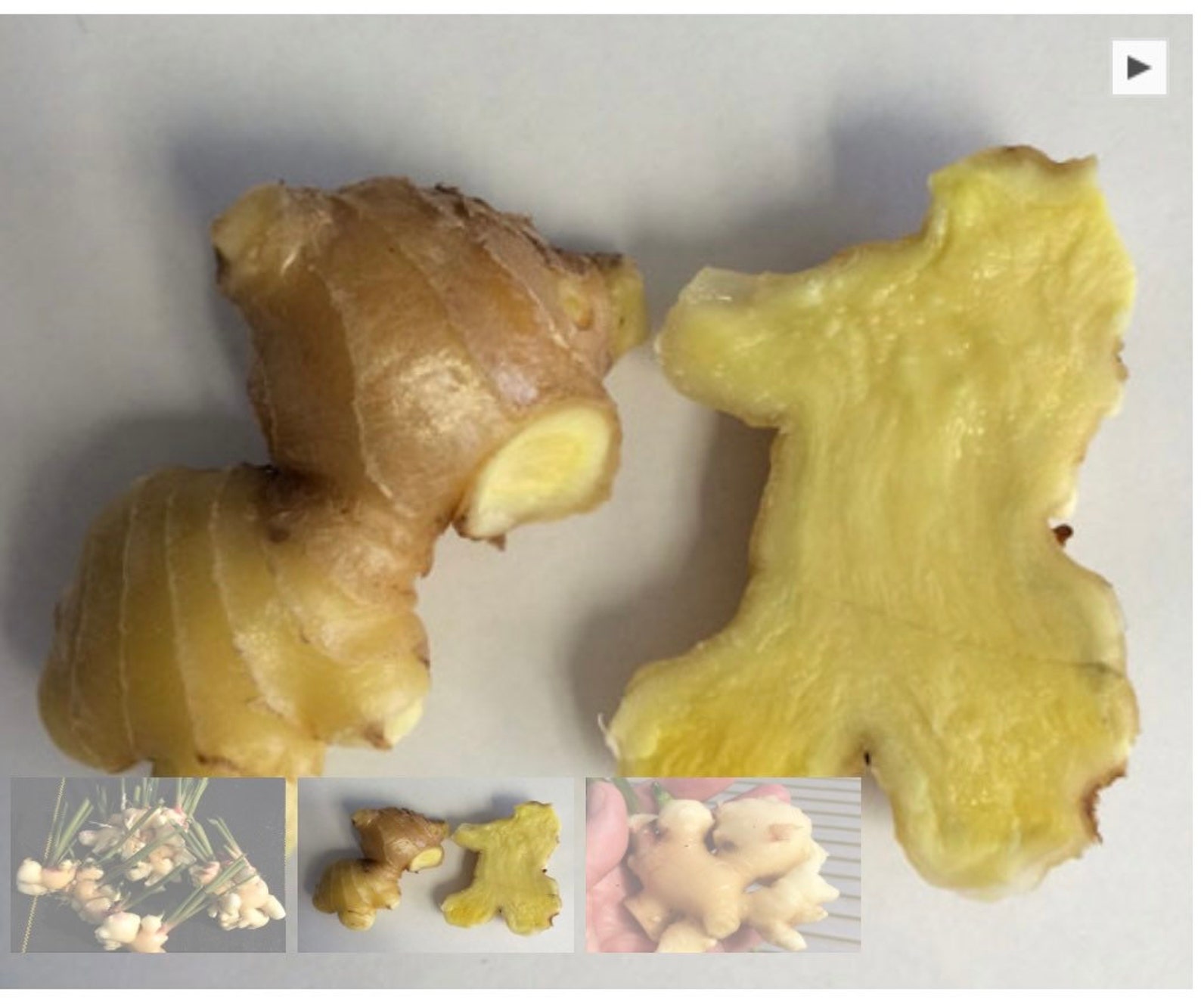 Edible Ginger Root Plants zingiber Officinale - Etsy