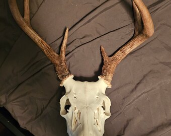 Large Real Whitetail Buck DEER Skull Euro Mount - Etsy
