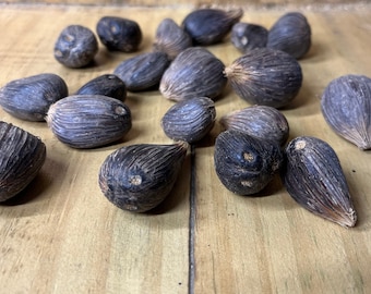 21 Ikines 4 Eyes Ifa African Palm Nuts - Etsy