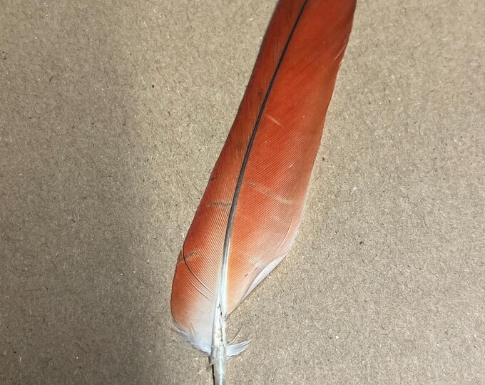 Pluma De Loro /african Grey Feather / Aikodie - Etsy
