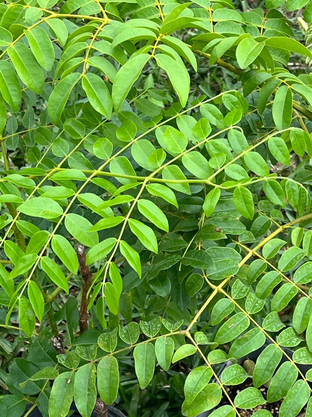 Quita Maldicion - Fresh Cut - Curse Remover - Etsy