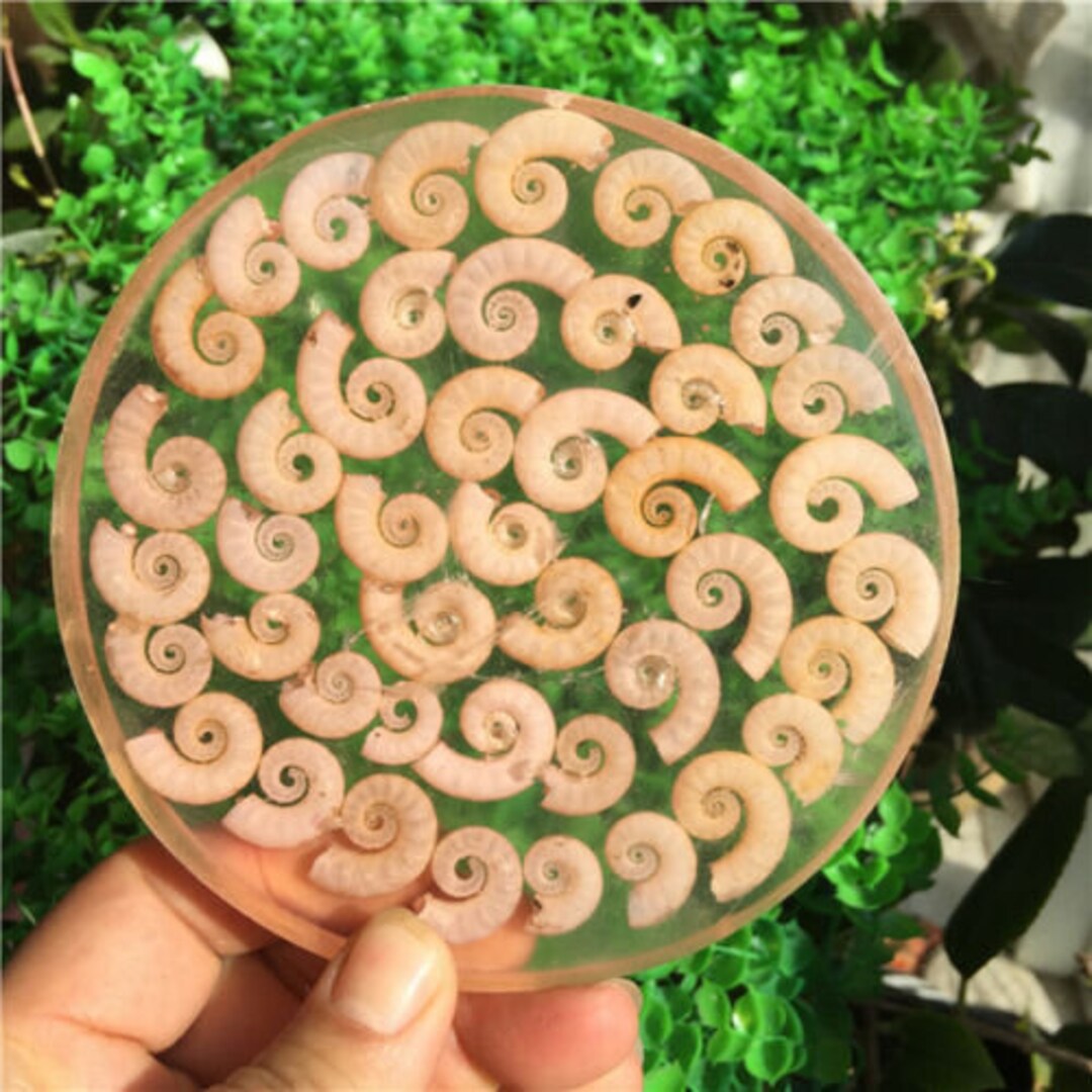 133g Small Conch Shell Specimen Made by Hand From Resin Disc Madagascar ...