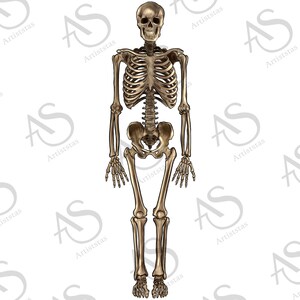 Skeleton Png Sublimation Design, Hand Drawn Skeleton Png, Skeleton ...