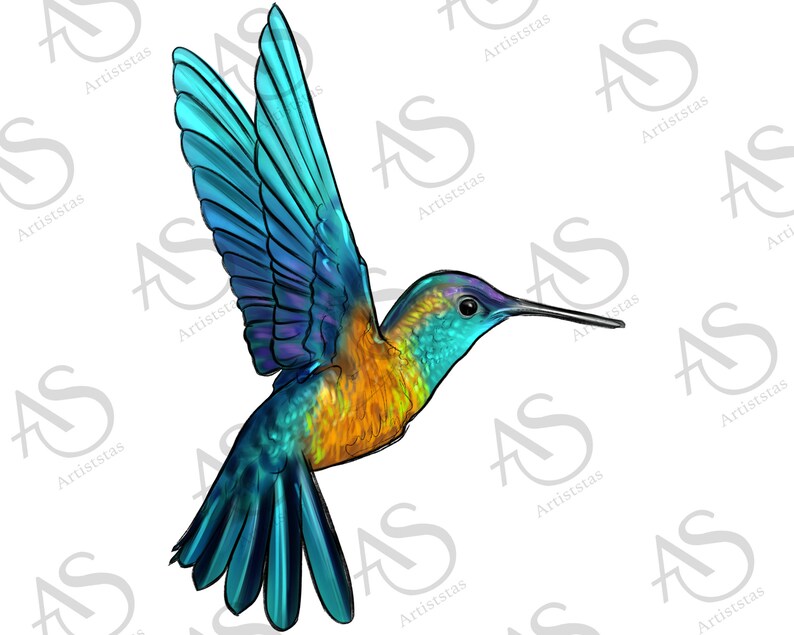 Hummingbird Png Sublimation Design Hand Drawn Hummingbird - Etsy