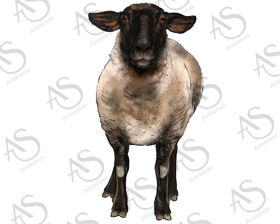 Suffolk Ewe Png Sublimation Design, Suffolk Png, Western Ewe Png, Hand ...