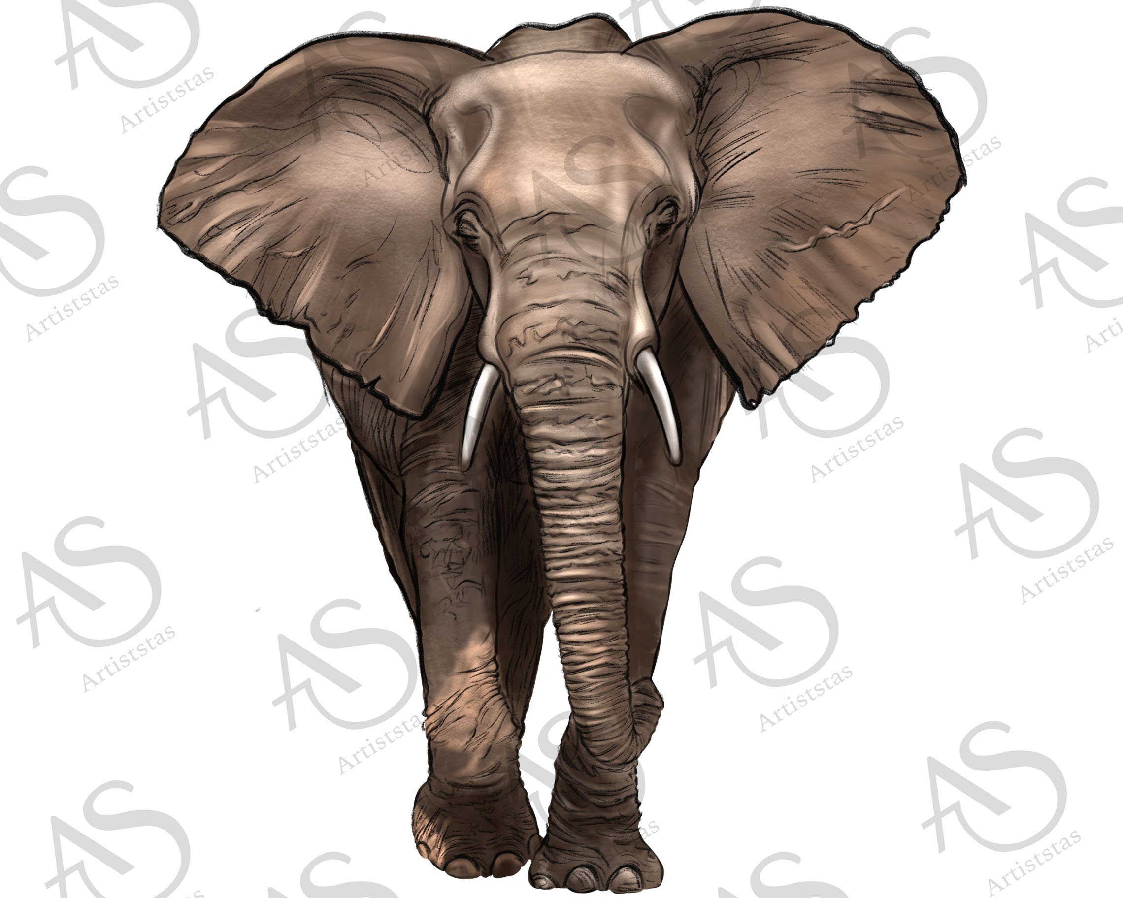 Elephant Front View Drawing