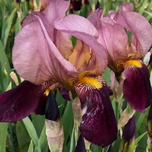 Indian Chief Historic Iris - Etsy