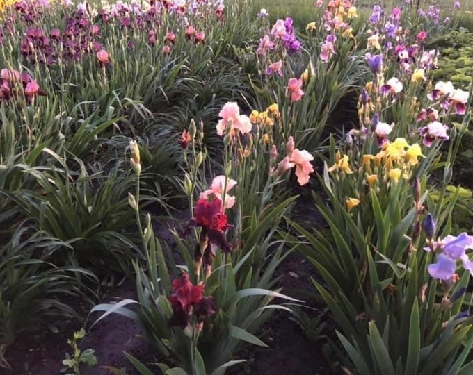 Bearded Iris Concertina rhizome Rare Reblooming Ruffled Vibrant Pink ...