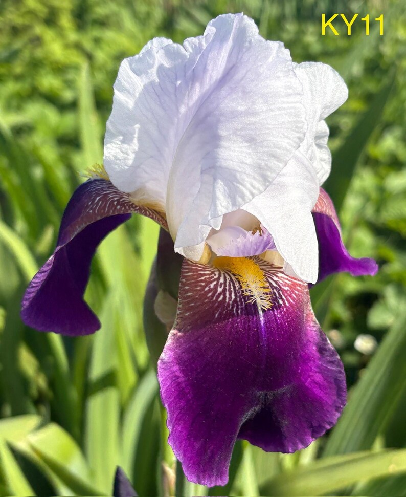 Helen Collingwood Iris Historic Iris Vintage - Etsy