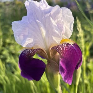 Helen Collingwood Iris Historic Iris Vintage - Etsy