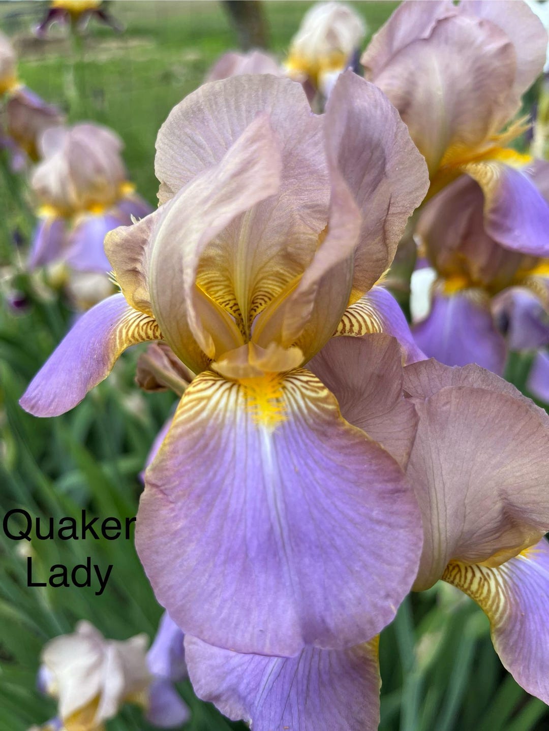 Quaker Lady Iris Flower Historic Vintage - Etsy