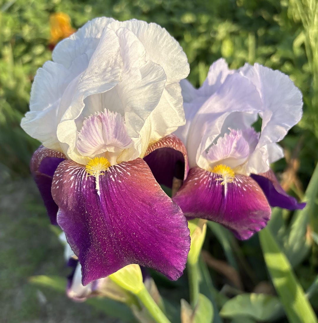 Helen Collingwood Iris Historic Iris Vintage - Etsy