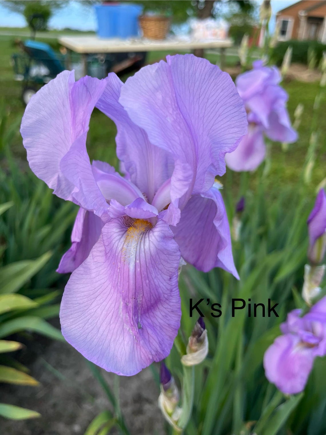 Pink Historic Tall Bearded Iris - Etsy