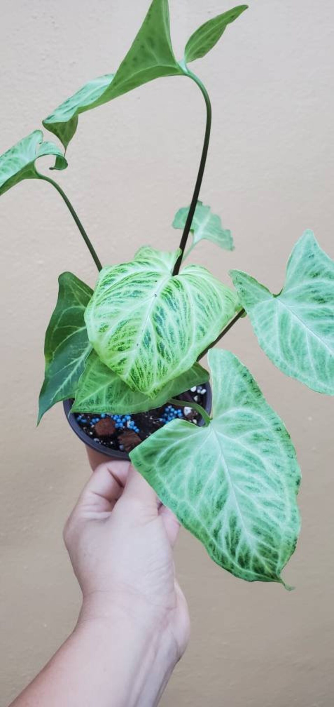 Rare syngonium batik/ FREE SHIPPING/ U.S.A seller/ | Etsy