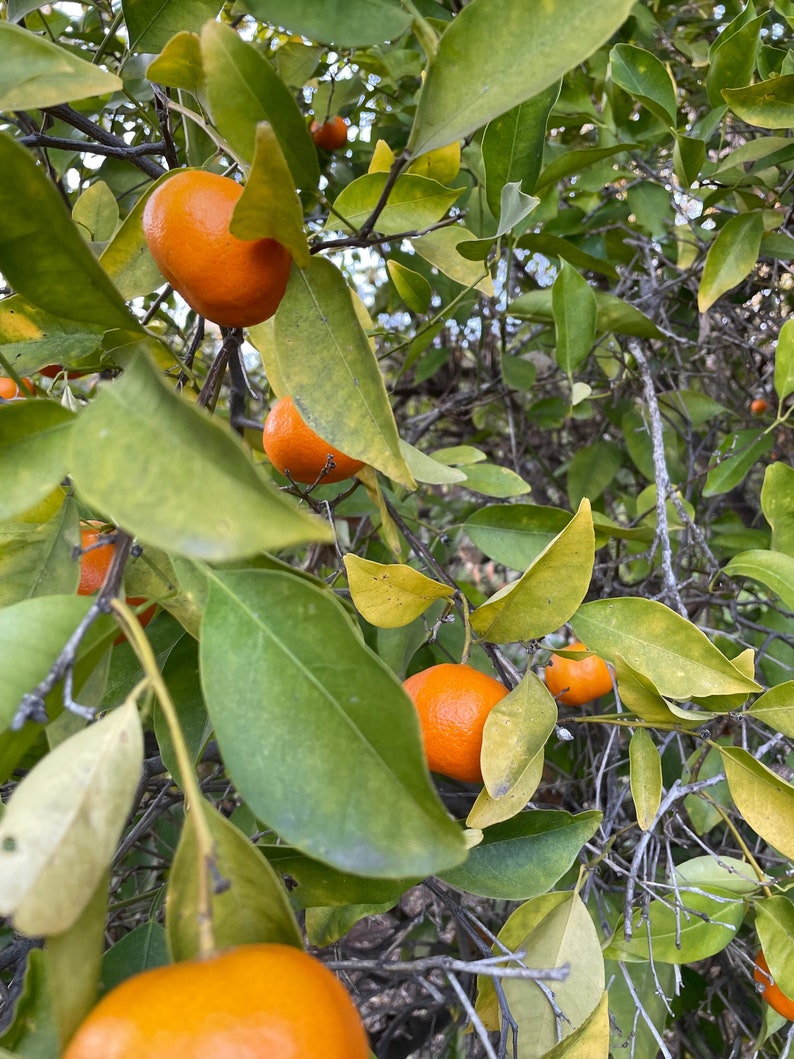10 Fresh Tangerine Seeds - Organic Tangerine Tree Seeds - Fruit Seeds ...