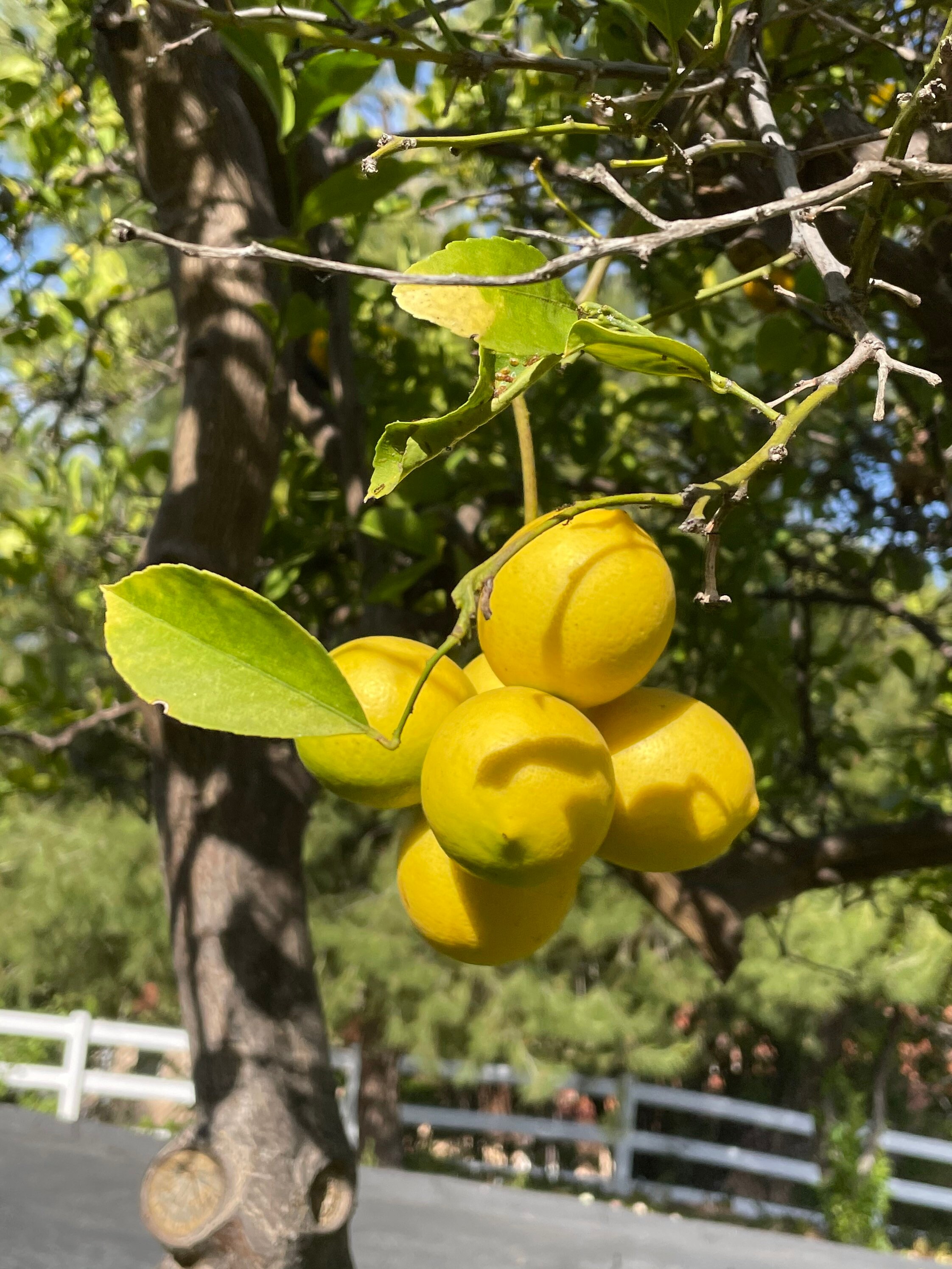 10 Fresh Meyer Lemon Seeds - Organic Lemon Tree Seeds - Fruit Seeds ...