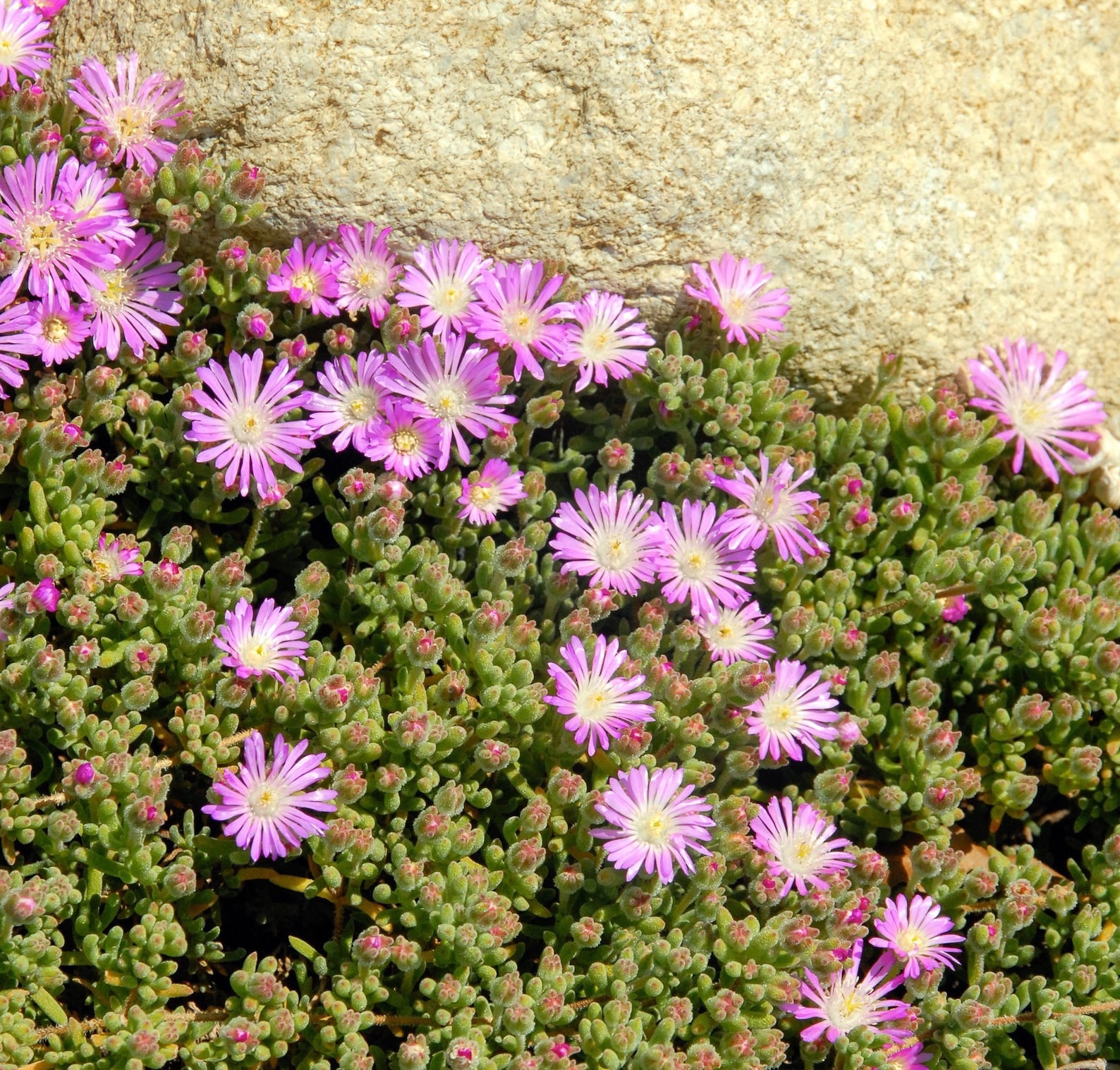 6 Fresh Ice Plant Clippings - Purple Flower - Succulent - Easy to Grow ...