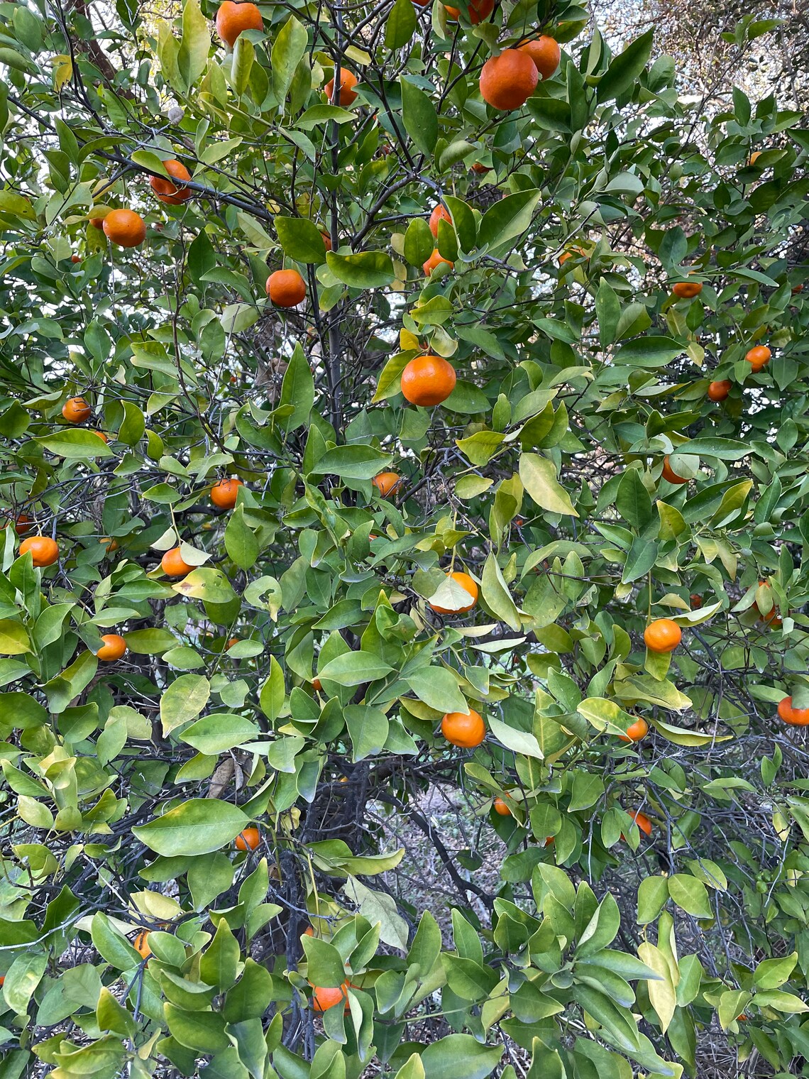 10 Fresh Tangerine Seeds - Organic Tangerine Tree Seeds - Fruit Seeds ...