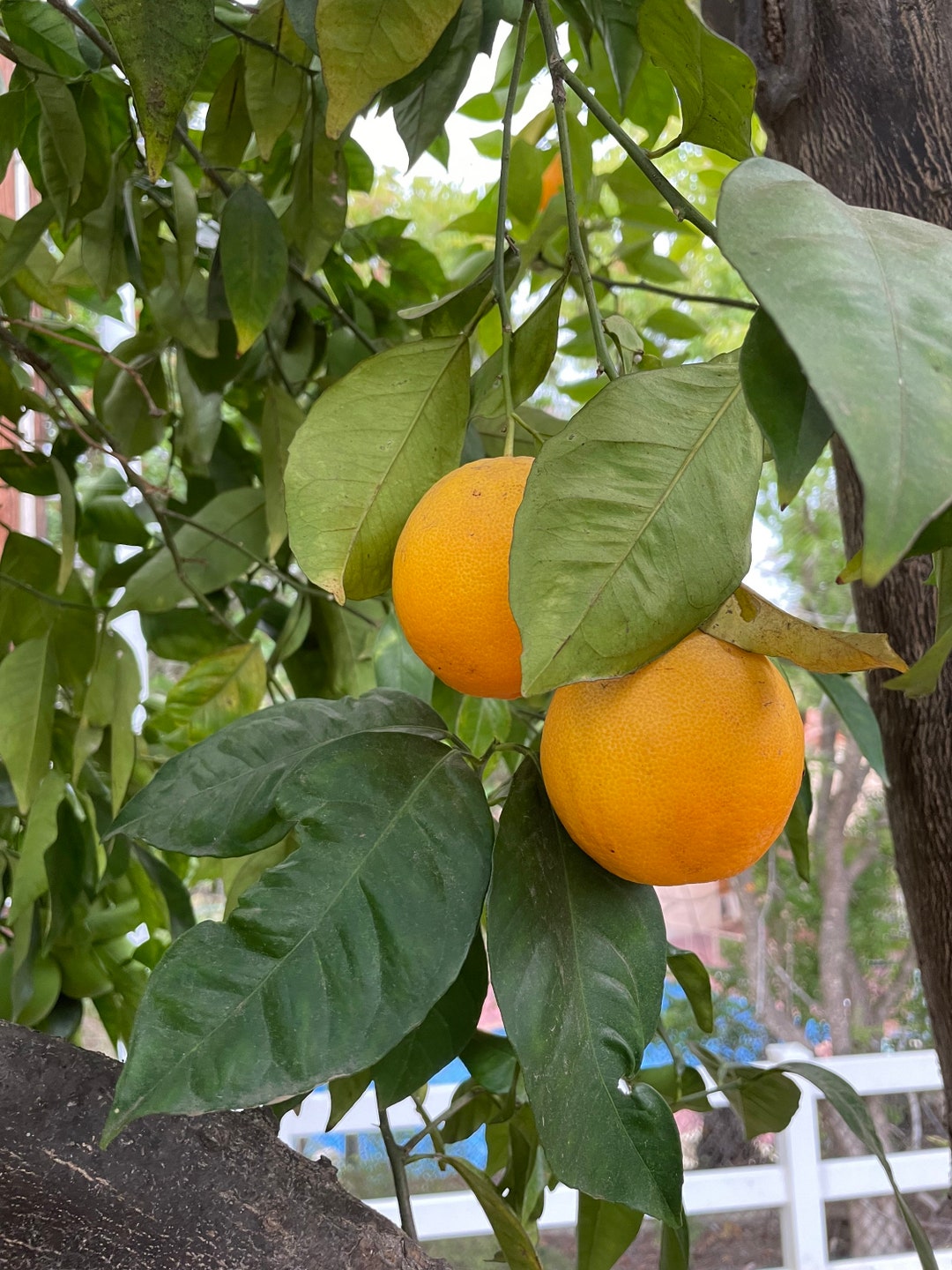 10 Fresh Valencia Orange Seeds Organic Orange Tree Seeds Fruit Seeds ...