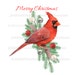 Digital Red Christmas Cardinal 5x5 PNG Printable W/printable Product ...