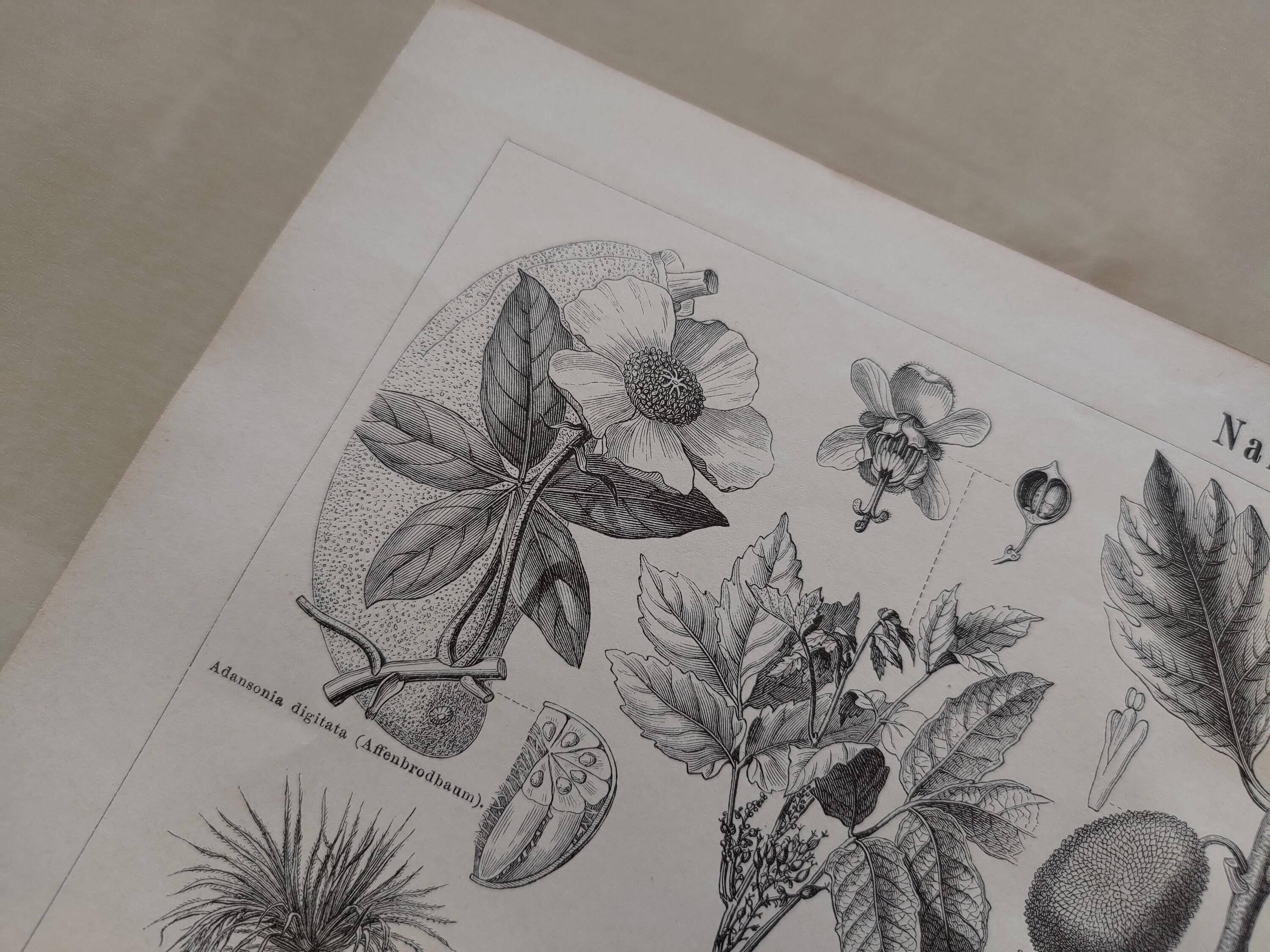 Food Plants 1875, Date Palm, Guarana | Original Lithograph From an Old ...