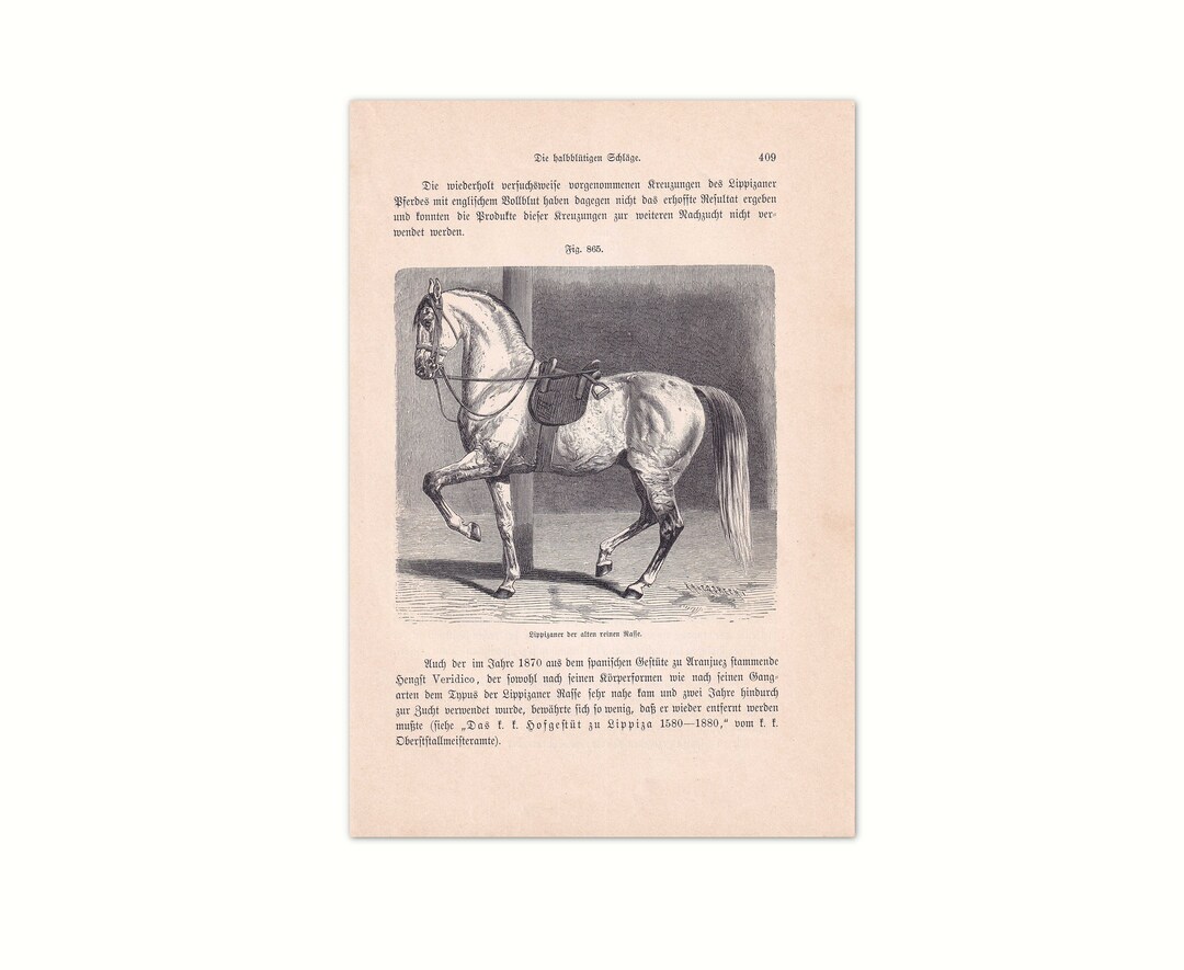 Lippizaner Horse of the Old Breed 1902 | Original Lithograph From Old ...