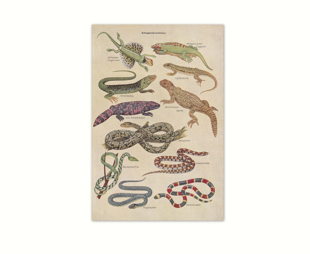 Scaled Creatures 1956 | Original Picture From Old Dictionary From 1956 ...