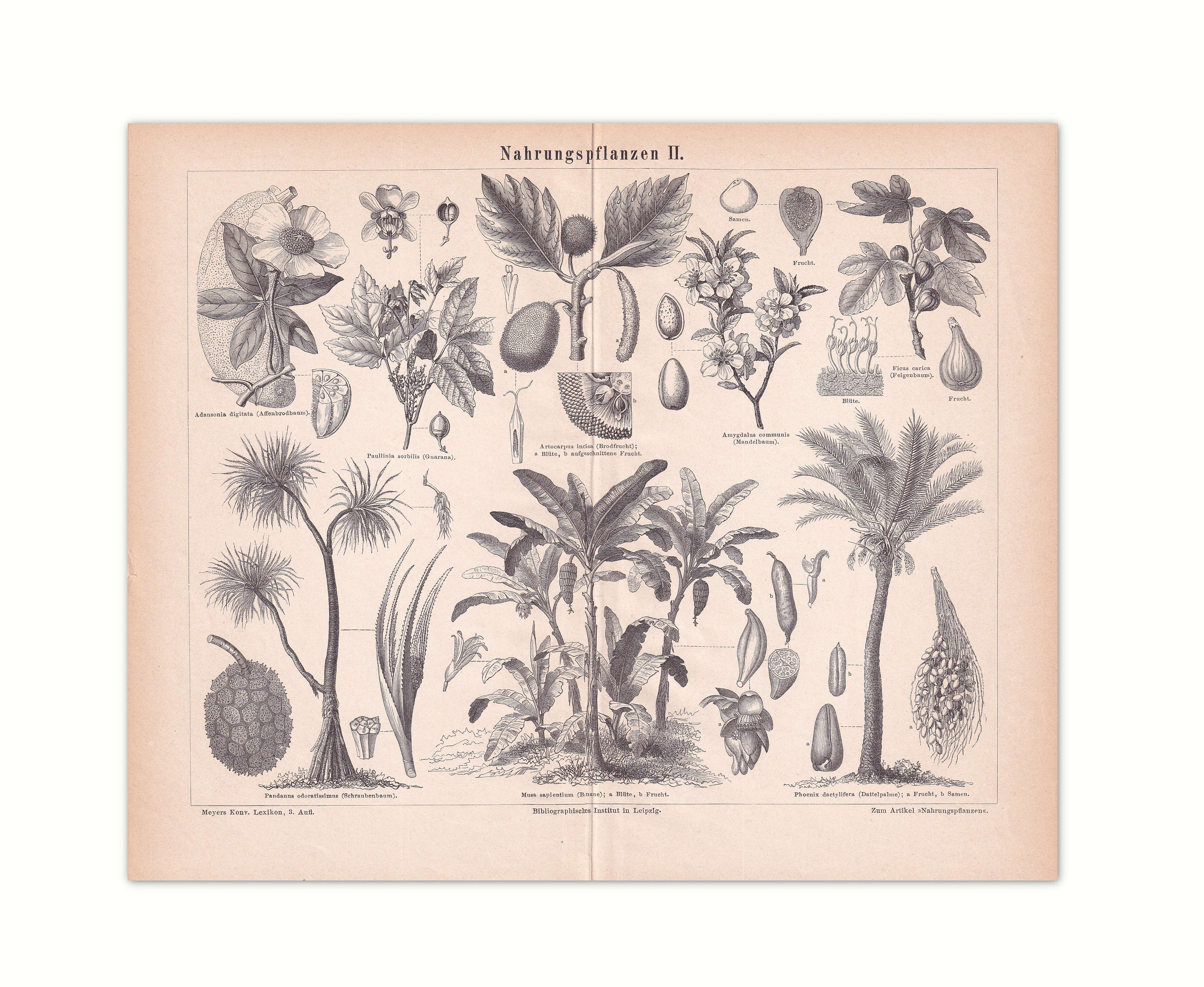 Food Plants 1875, Date Palm, Guarana | Original Lithograph From an Old ...