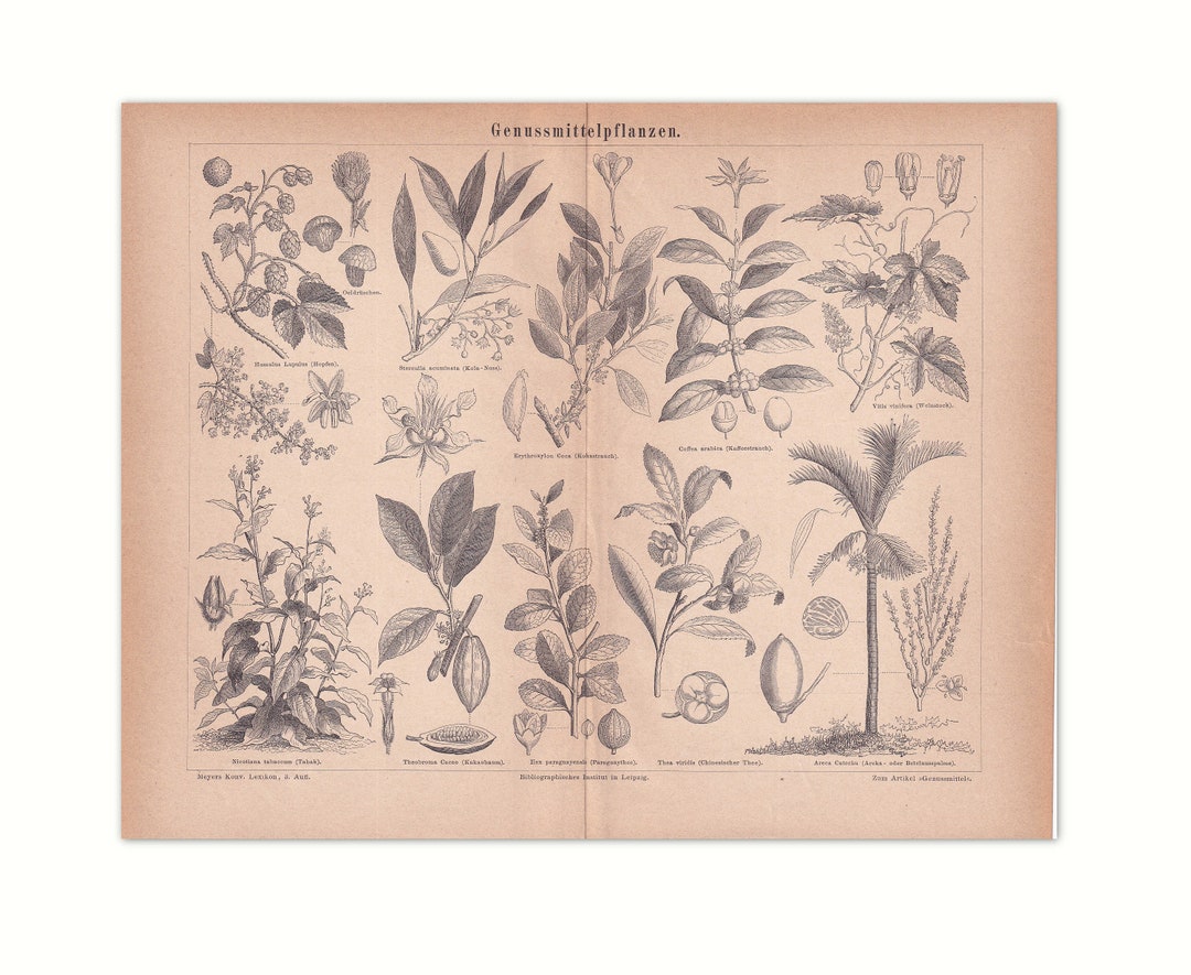 Luxury Food Plants 1875 Original Lithograph From an Old Reference Book ...