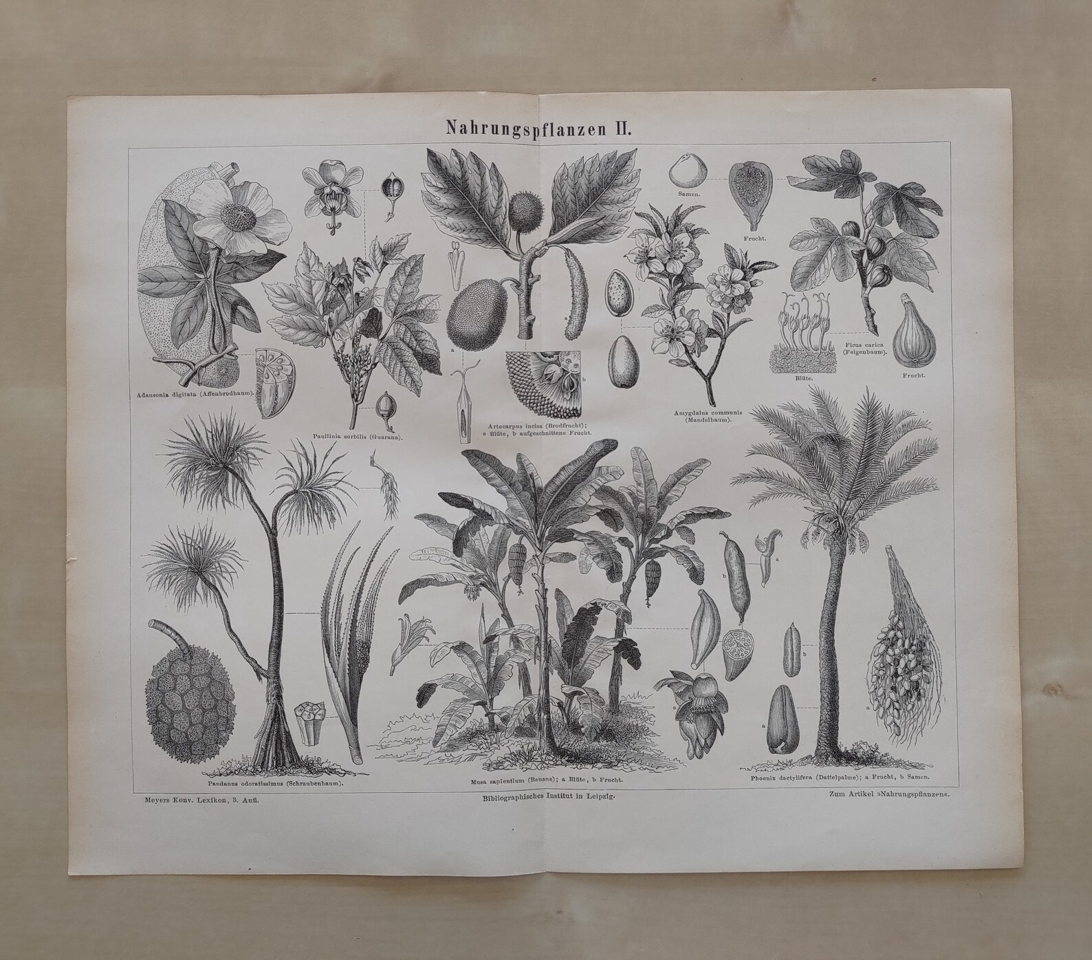 Food Plants 1875, Date Palm, Guarana | Original Lithograph From an Old ...