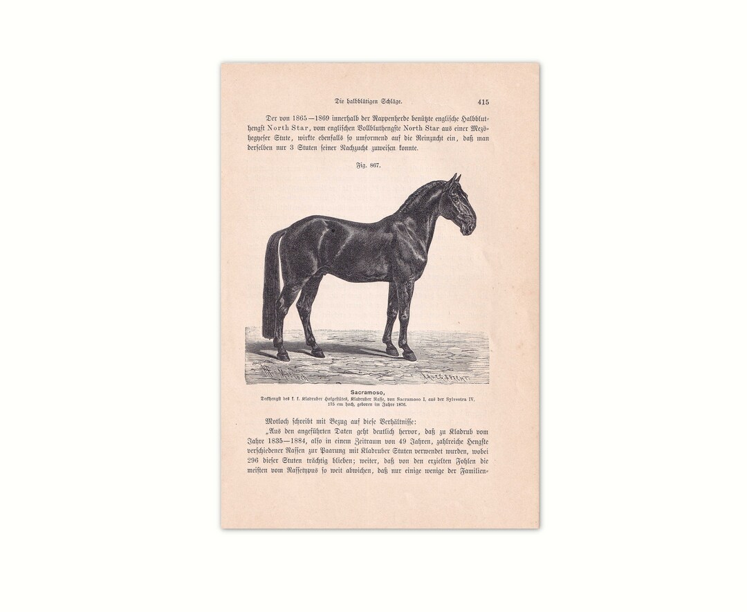 Kladruber Stallion sacramoso 1902 Original Lithograph From Old ...