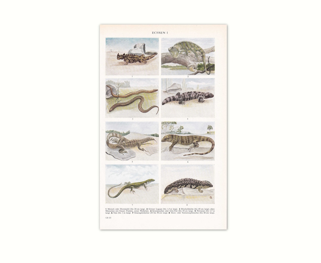 Lizards 1923 Original Picture Print From Old Encyclopedia From 1923 100 ...