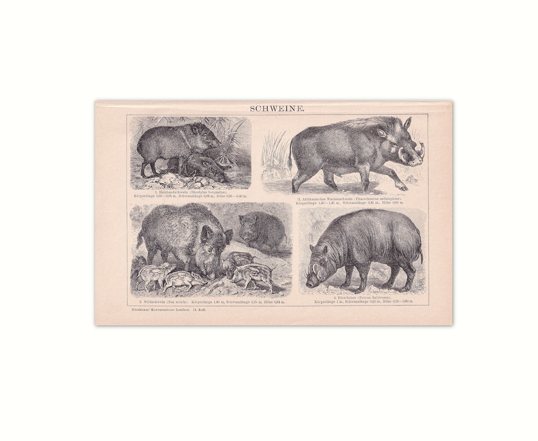 Pigs 1903, Vintage Wild Boars Original Lithograph From an Old ...