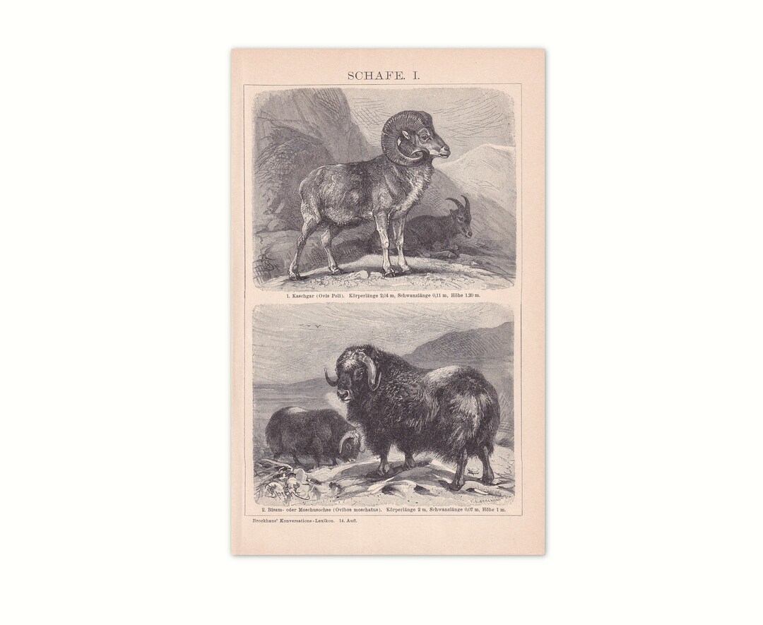 Sheep 1903, Wild Sheep, Musk Ox | Original Lithograph From an Old ...