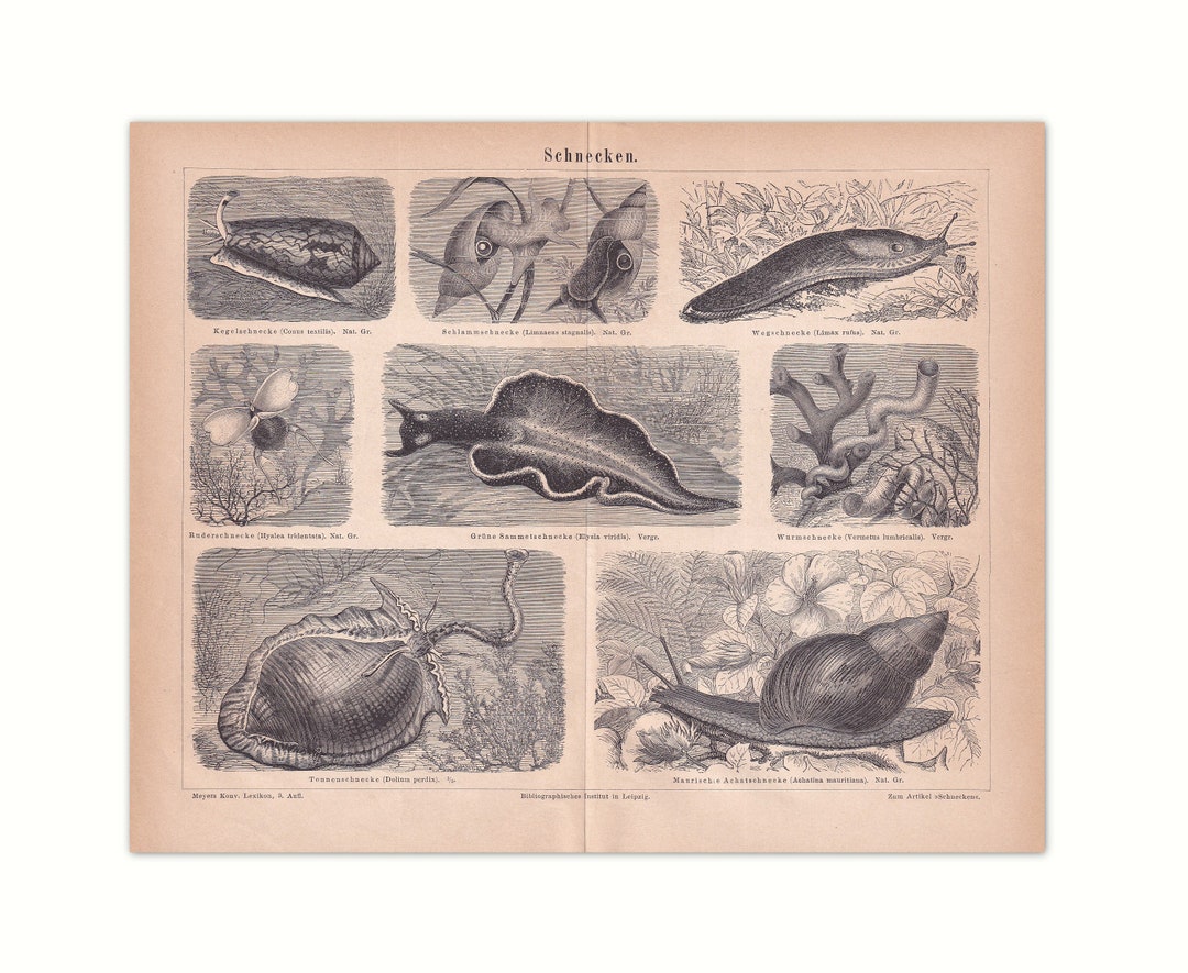 Snails 1875, Mud Snail | Original Lithograph From an Old Reference Book ...