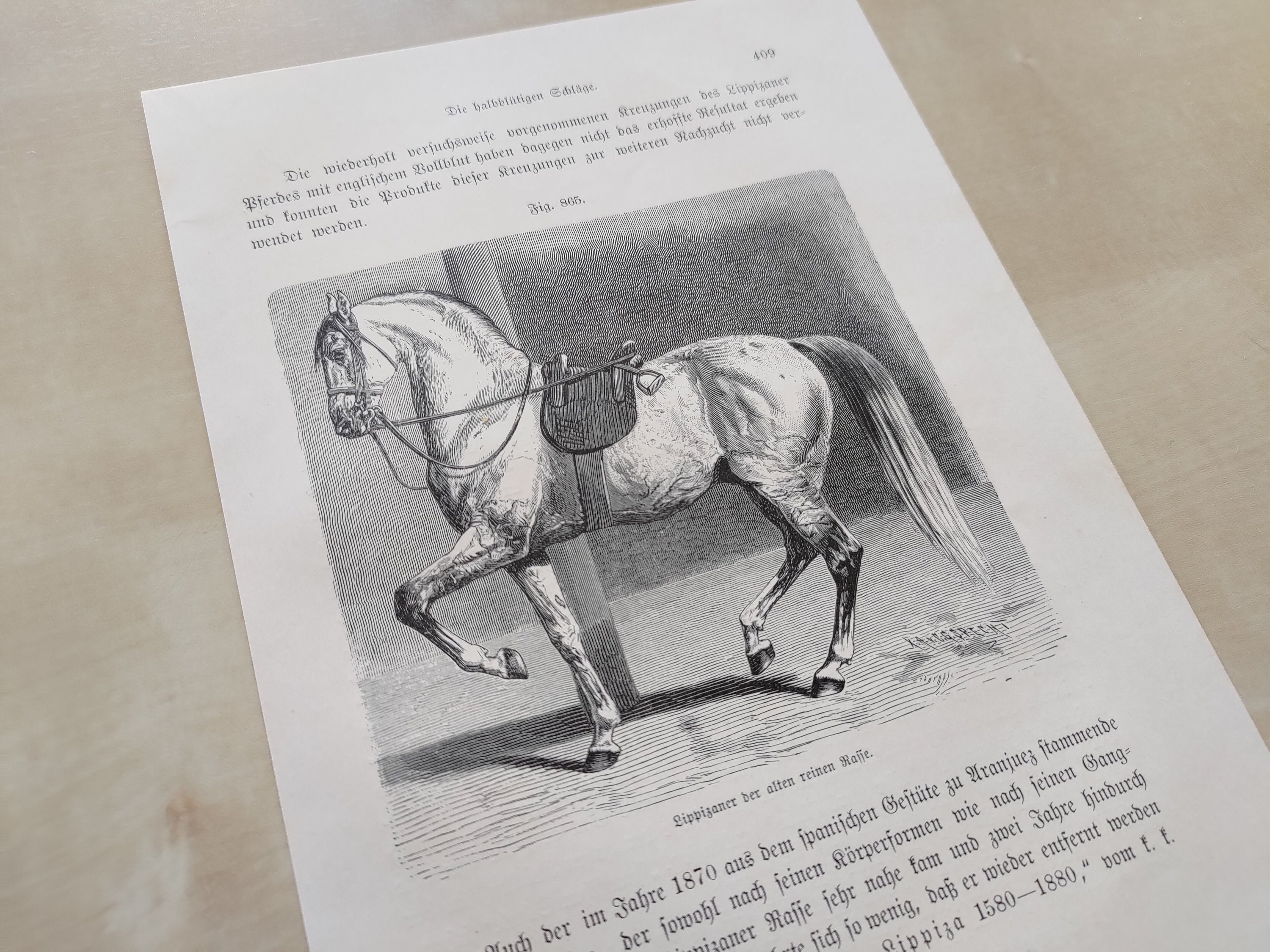 Lippizaner Horse of the Old Breed 1902 Original Lithograph From Old ...