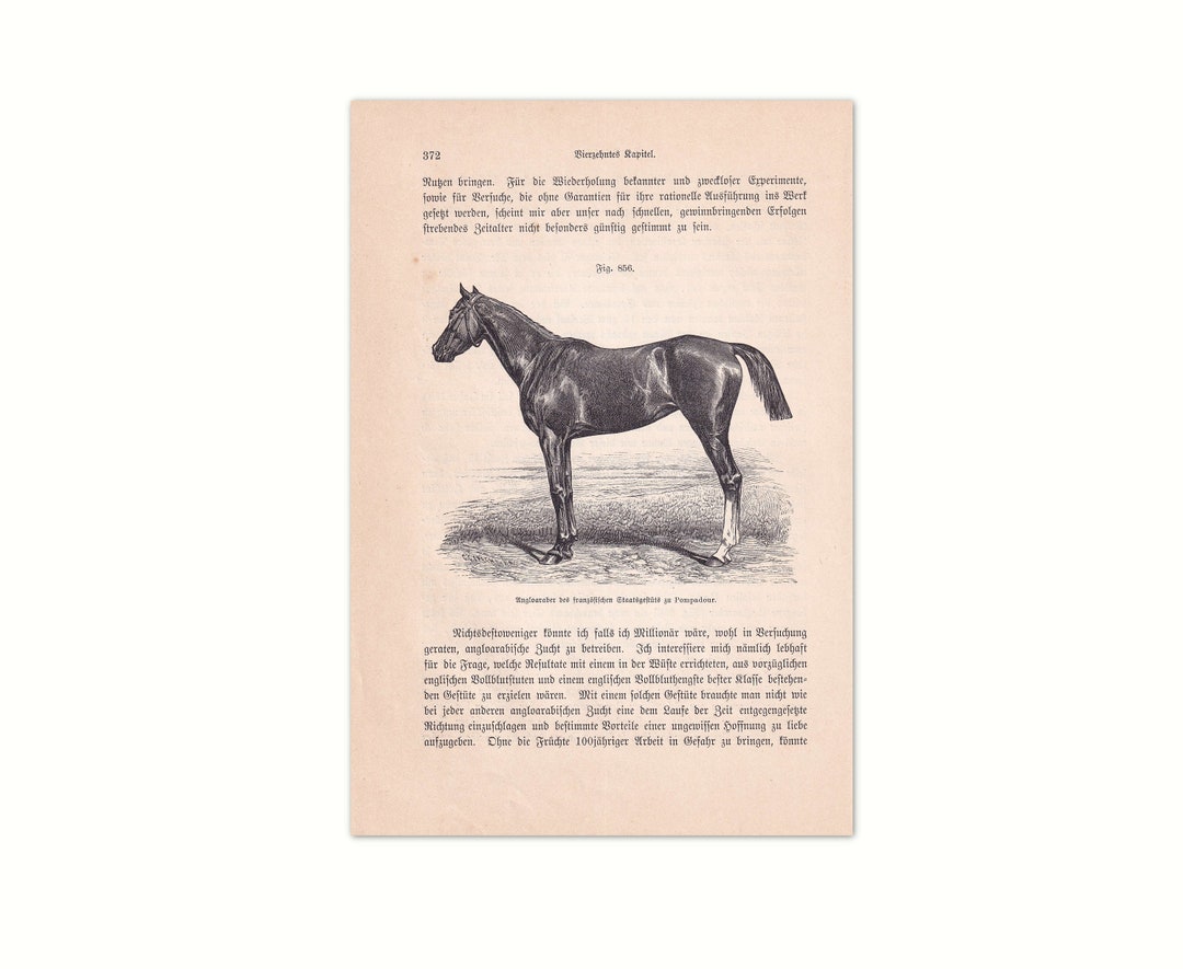 Anglo Arab 1902 | Original Lithograph From Old Reference Book From 1902 ...