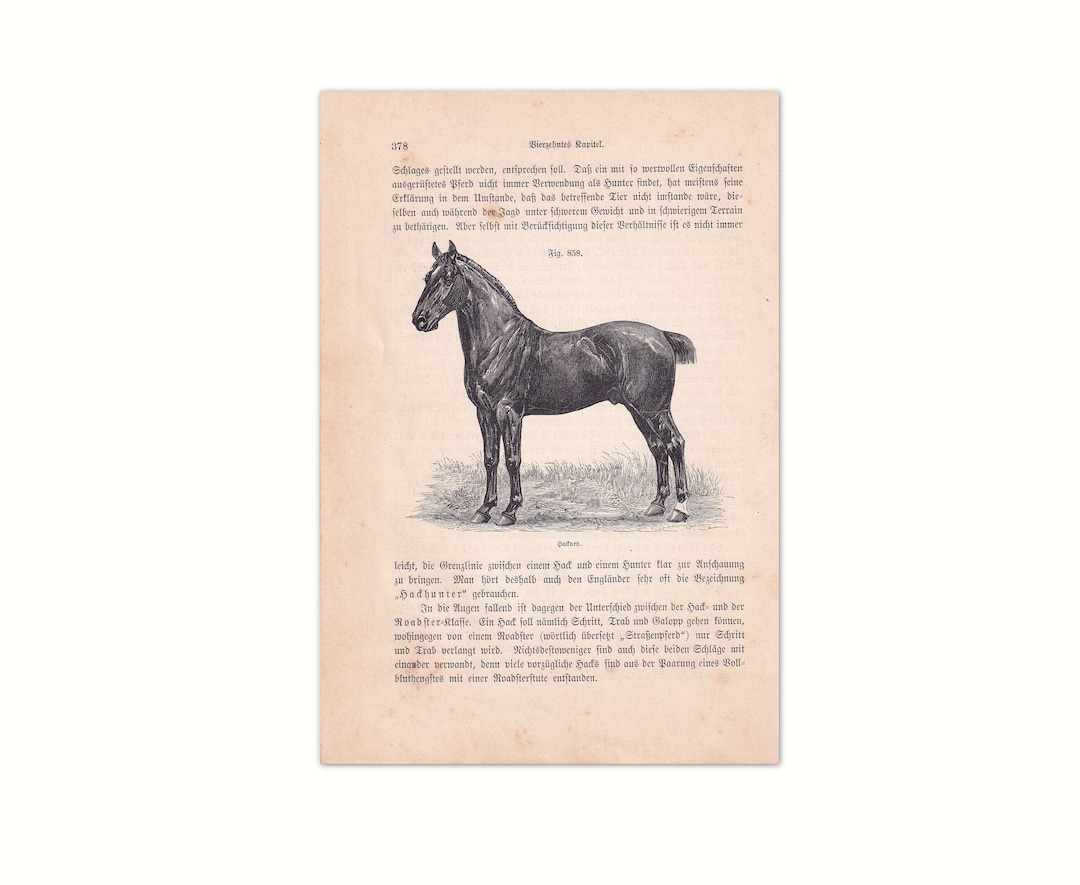 Hackney Horse 1902 | Original Lithograph From Old Reference Book From ...