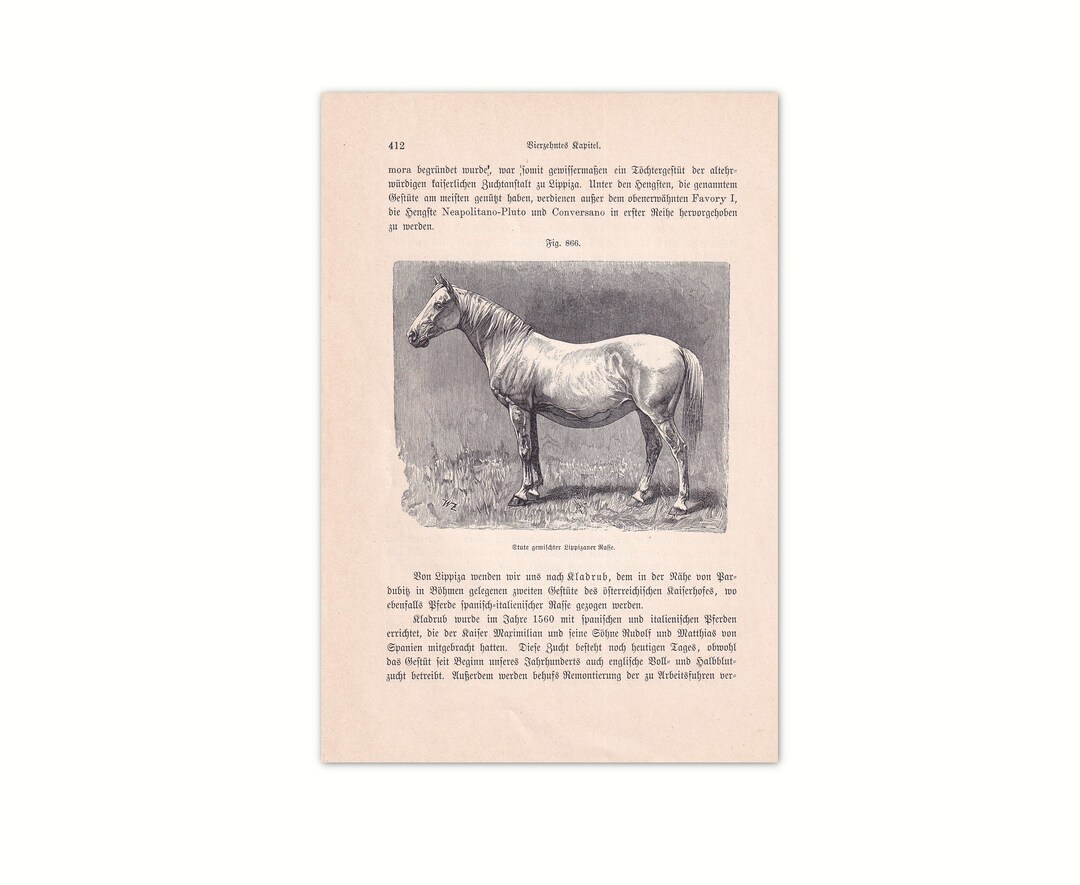 Lipizzaner Mare 1902 | Original Lithograph From Old Reference Book From ...