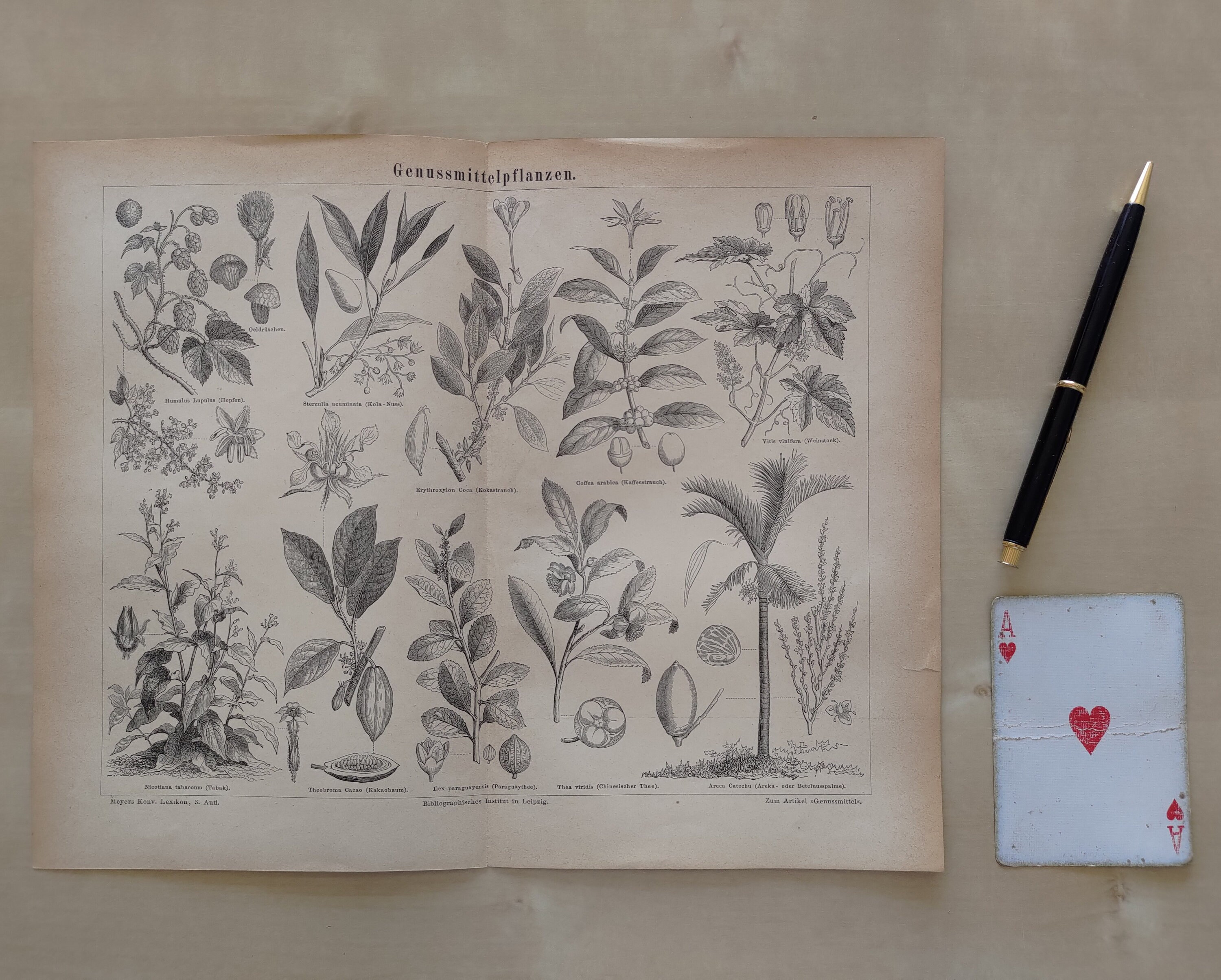 Luxury Food Plants 1875 Original Lithograph From an Old Reference Book ...