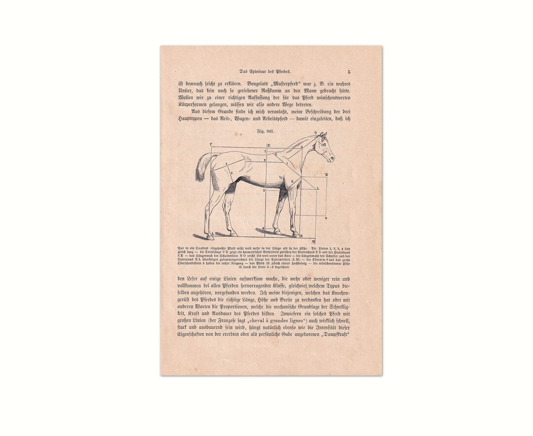 The Exterior of the Horse 1902 | Original Lithograph From Old Reference ...